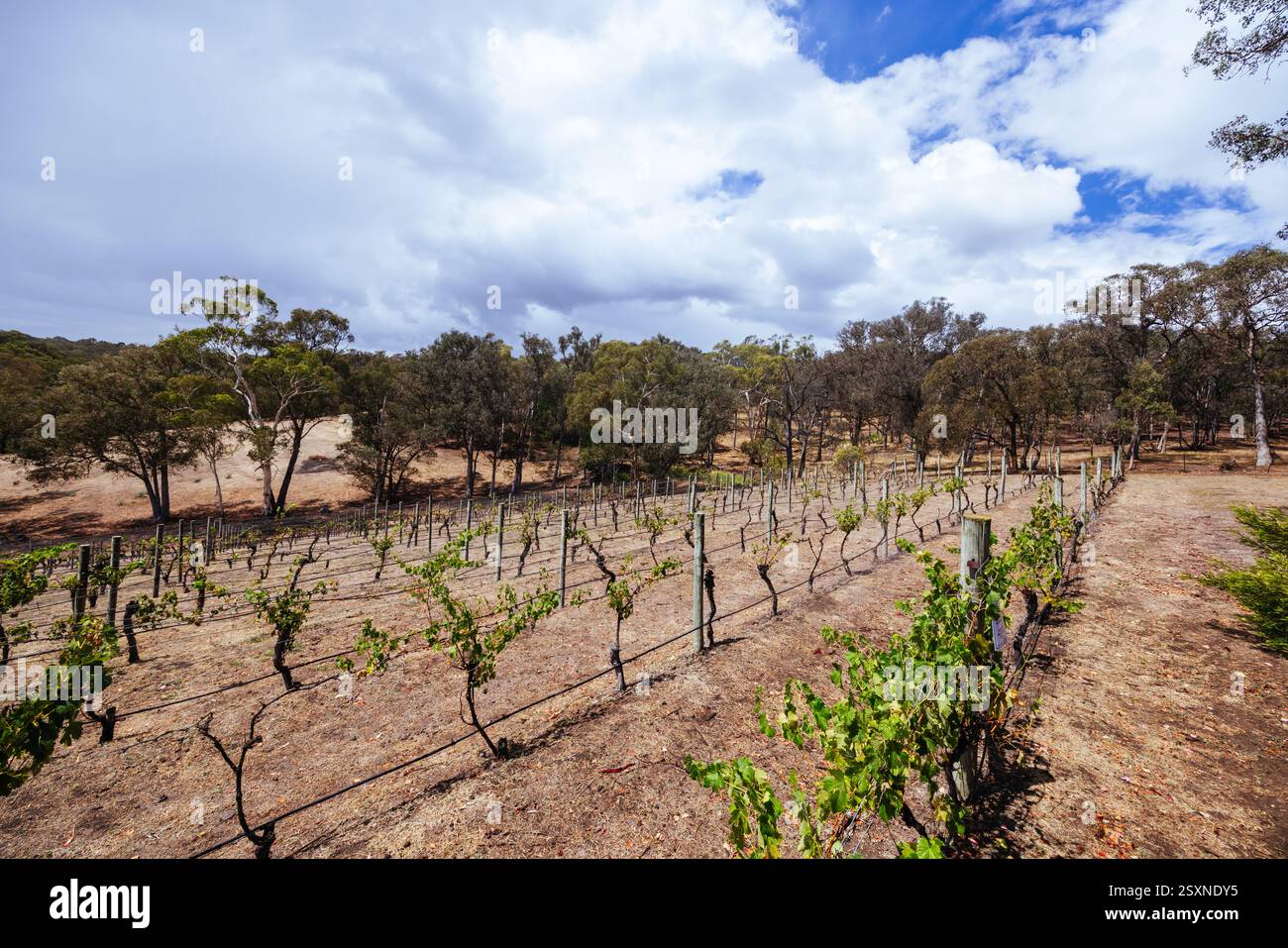 Panton Hill Winery in Melbourne Australia Stock Photo - Alamy