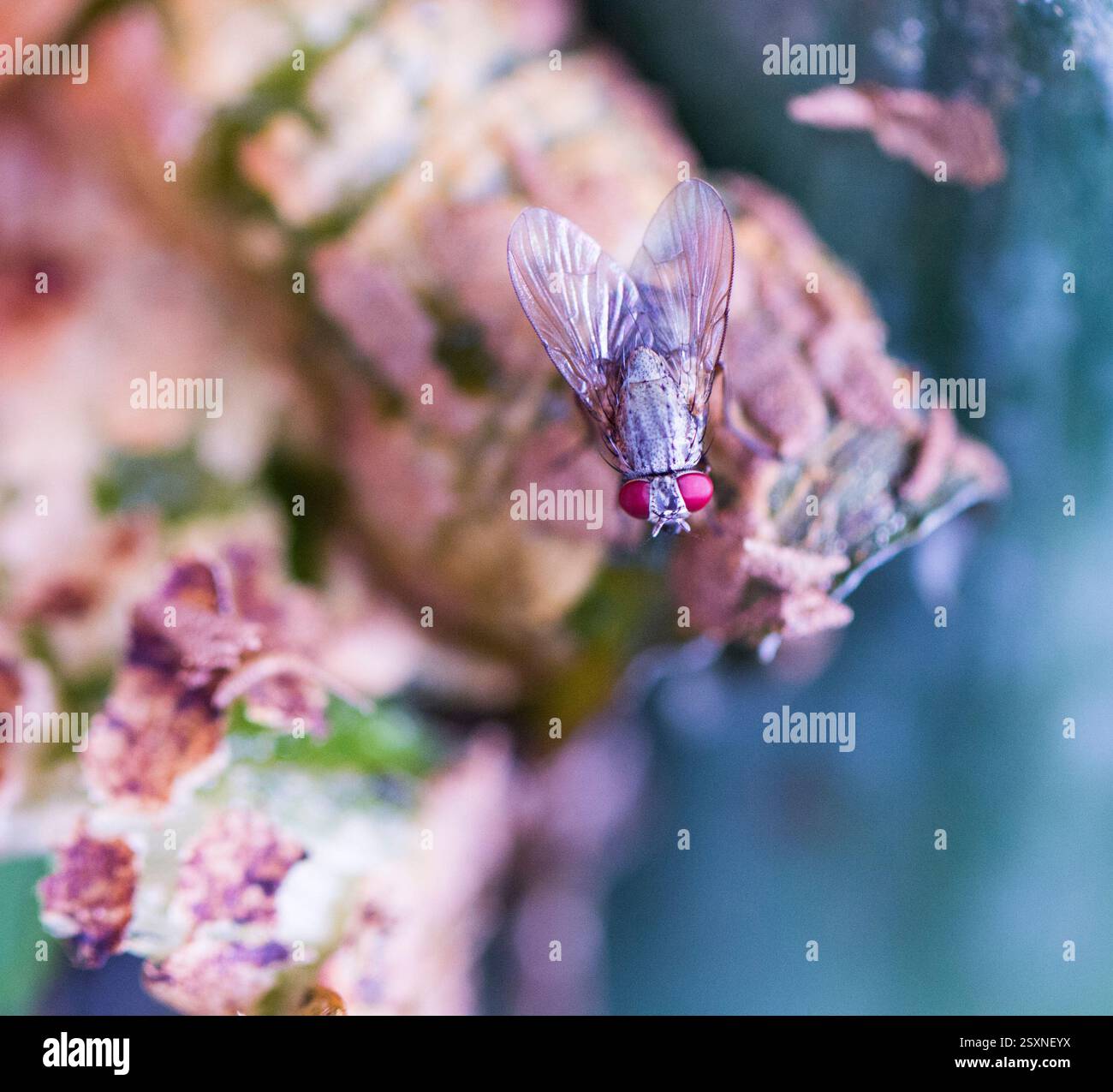A Fly on a plant that looks like a tree branch Stock Photo - Alamy