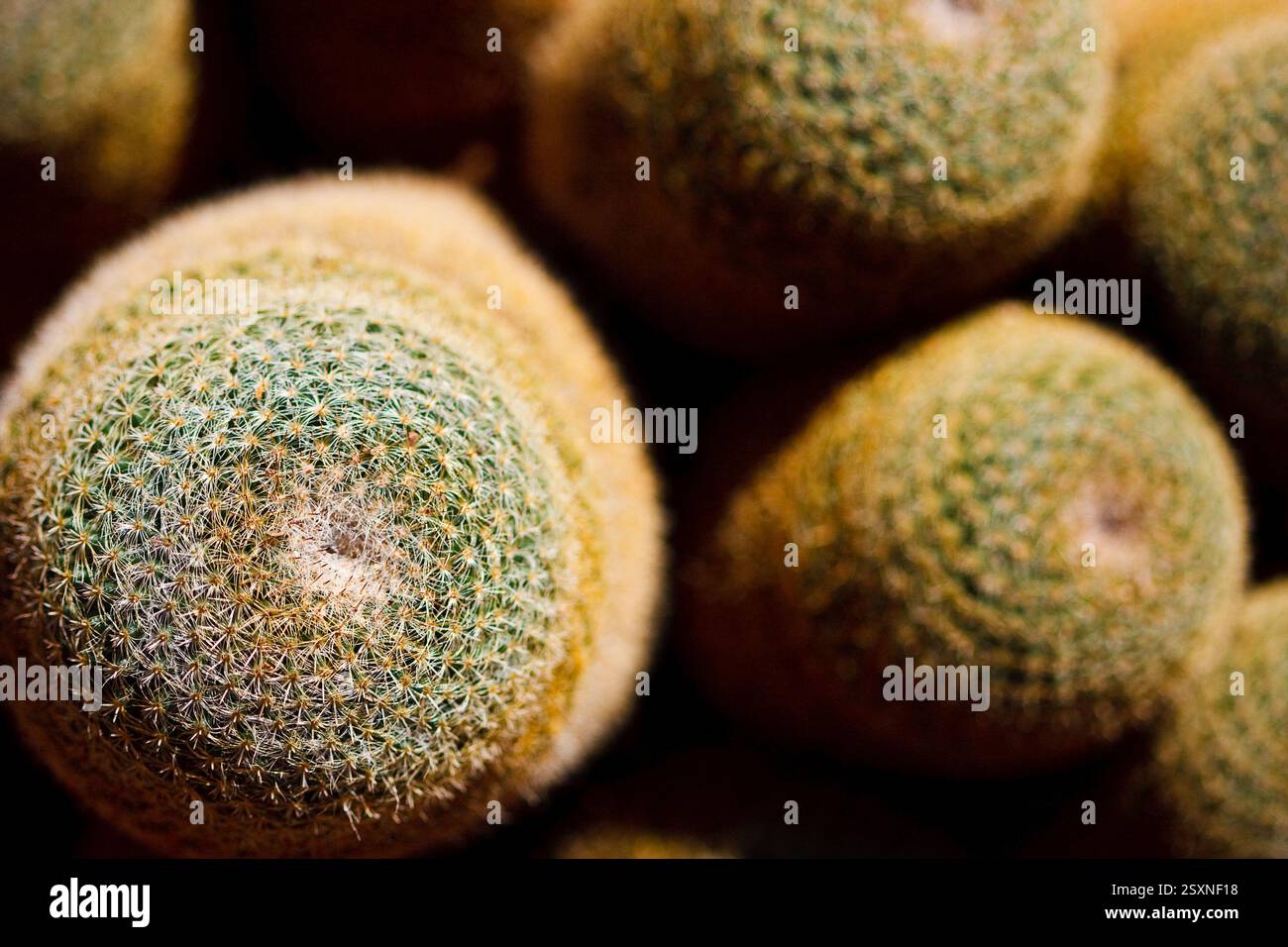 Bunch of cactus plants with green and brown colors. The cactus plants ...