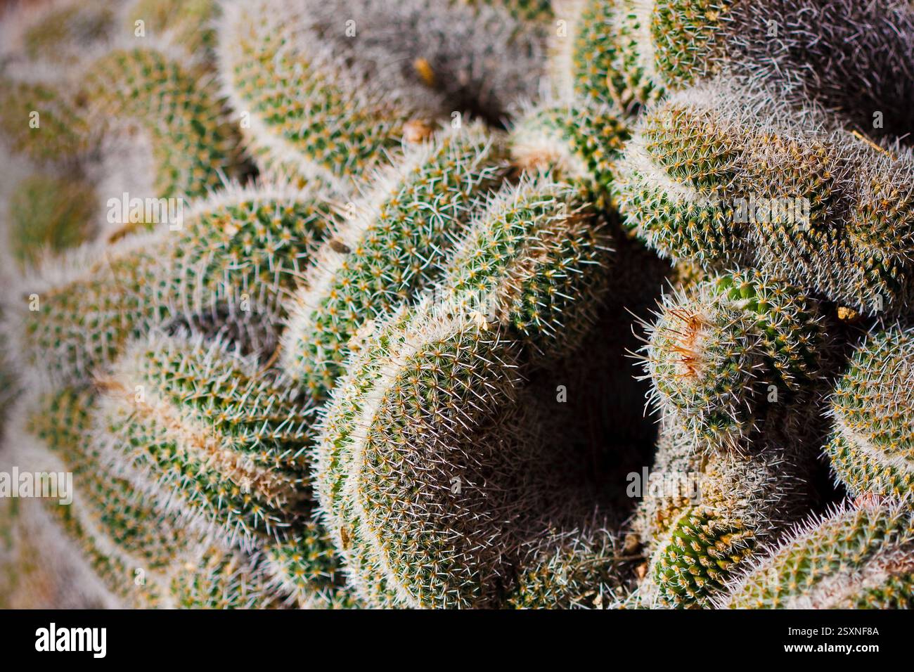 Cluster of cacti with brown tips are growing together. The cacti are ...