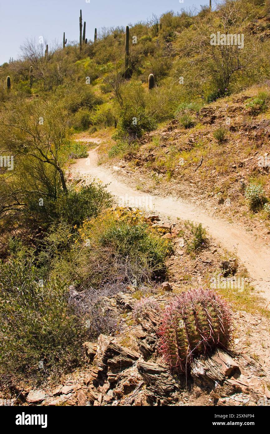 Path is shown in the desert with a cactus in the foreground. The path ...
