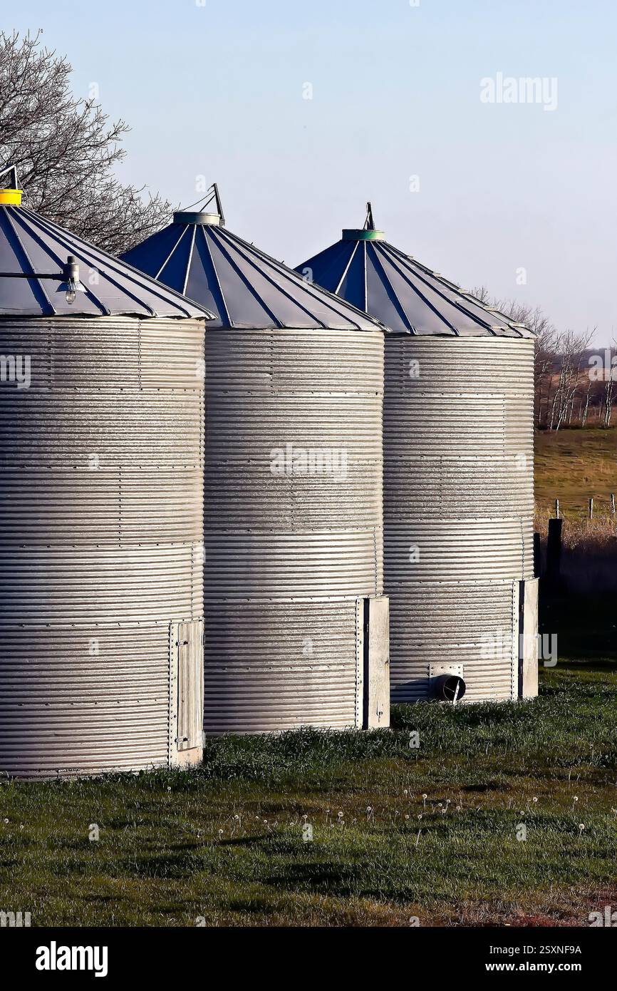 Three silos are standing in a field. The silos are empty and the grass ...