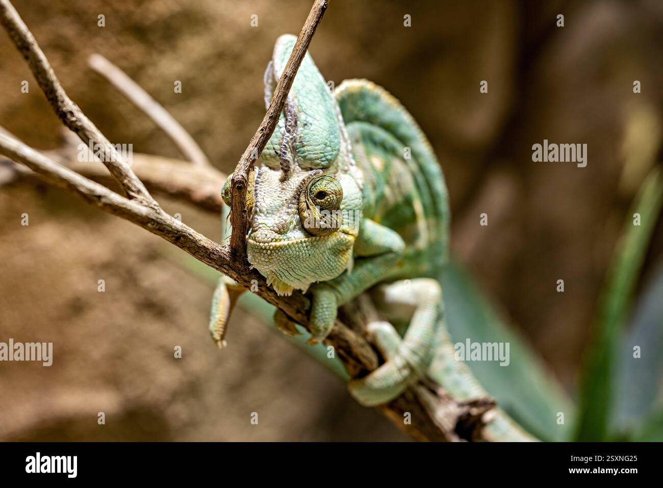 Veiled chameleon chamaeleo calyptratus species hi-res stock photography ...