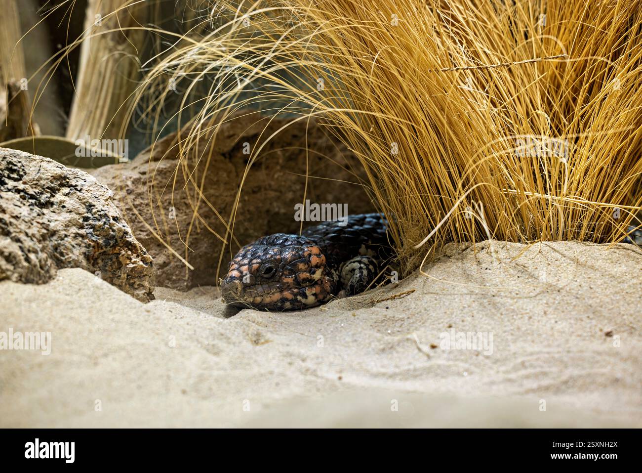A Spiny Tailed Lizard in the desert Stock Photo - Alamy