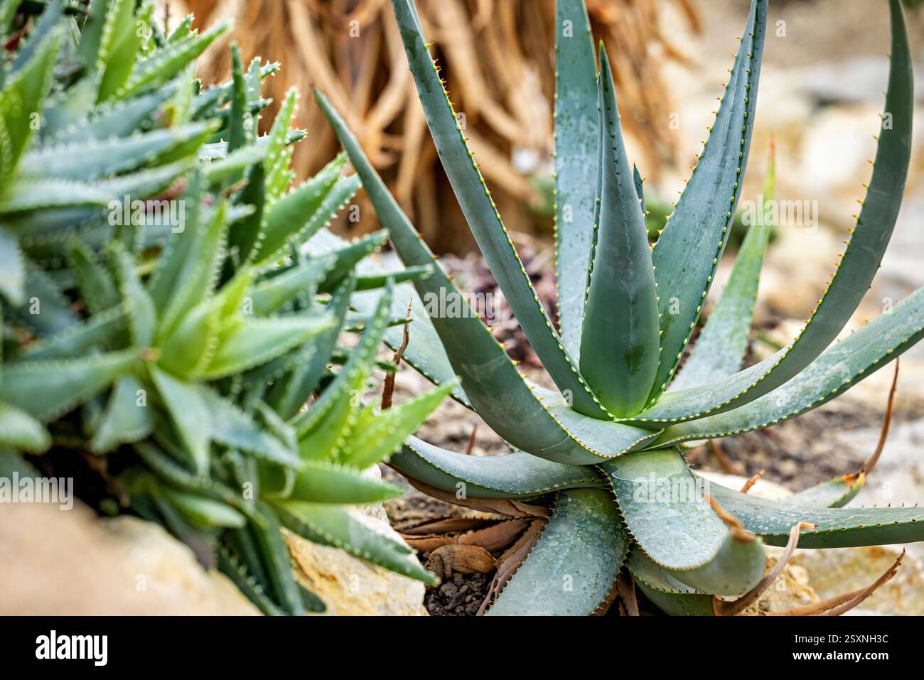 Cactus Plants in a dry area Stock Photo - Alamy
