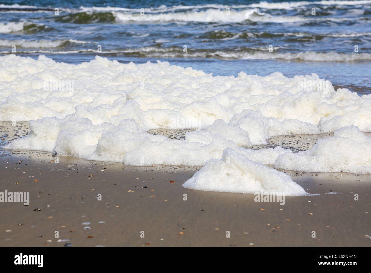 The reason for this unusual beach magic is a single-celled algae called ...