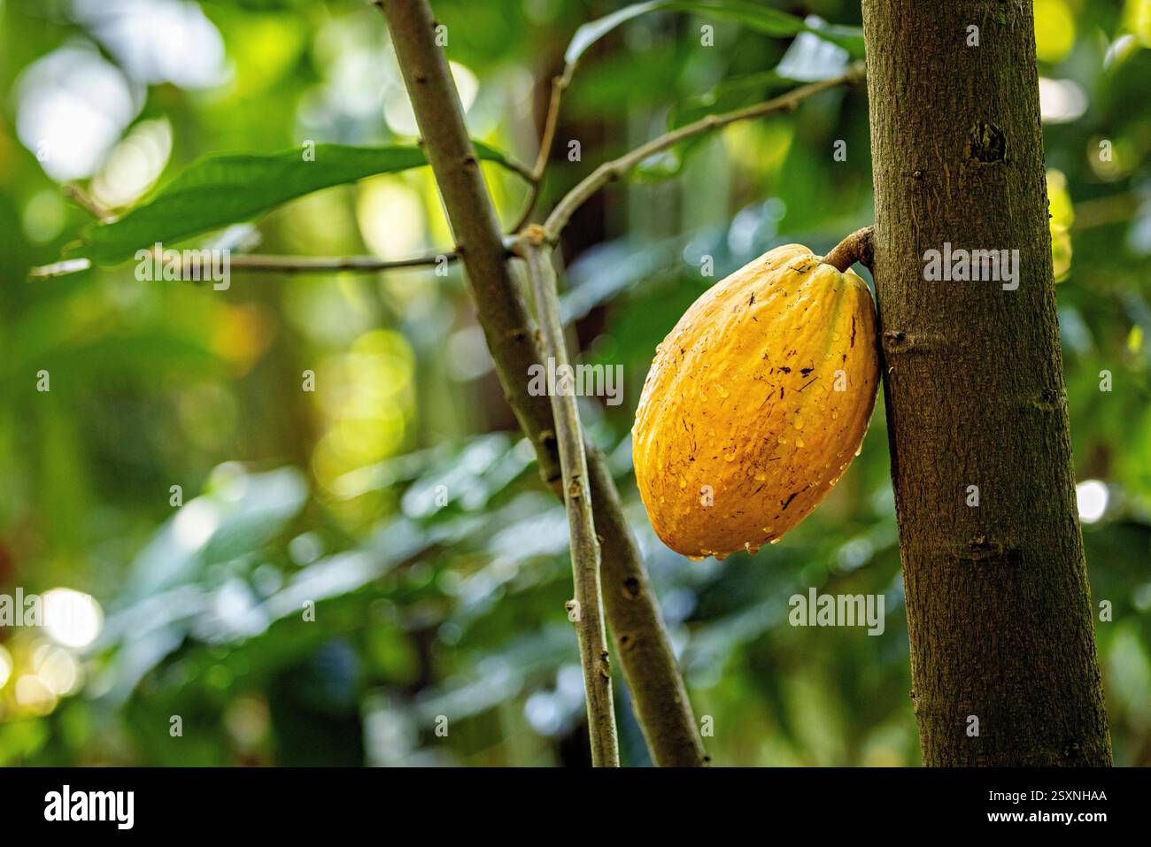 Cacao chocolate tree fruit hi-res stock photography and images - Alamy