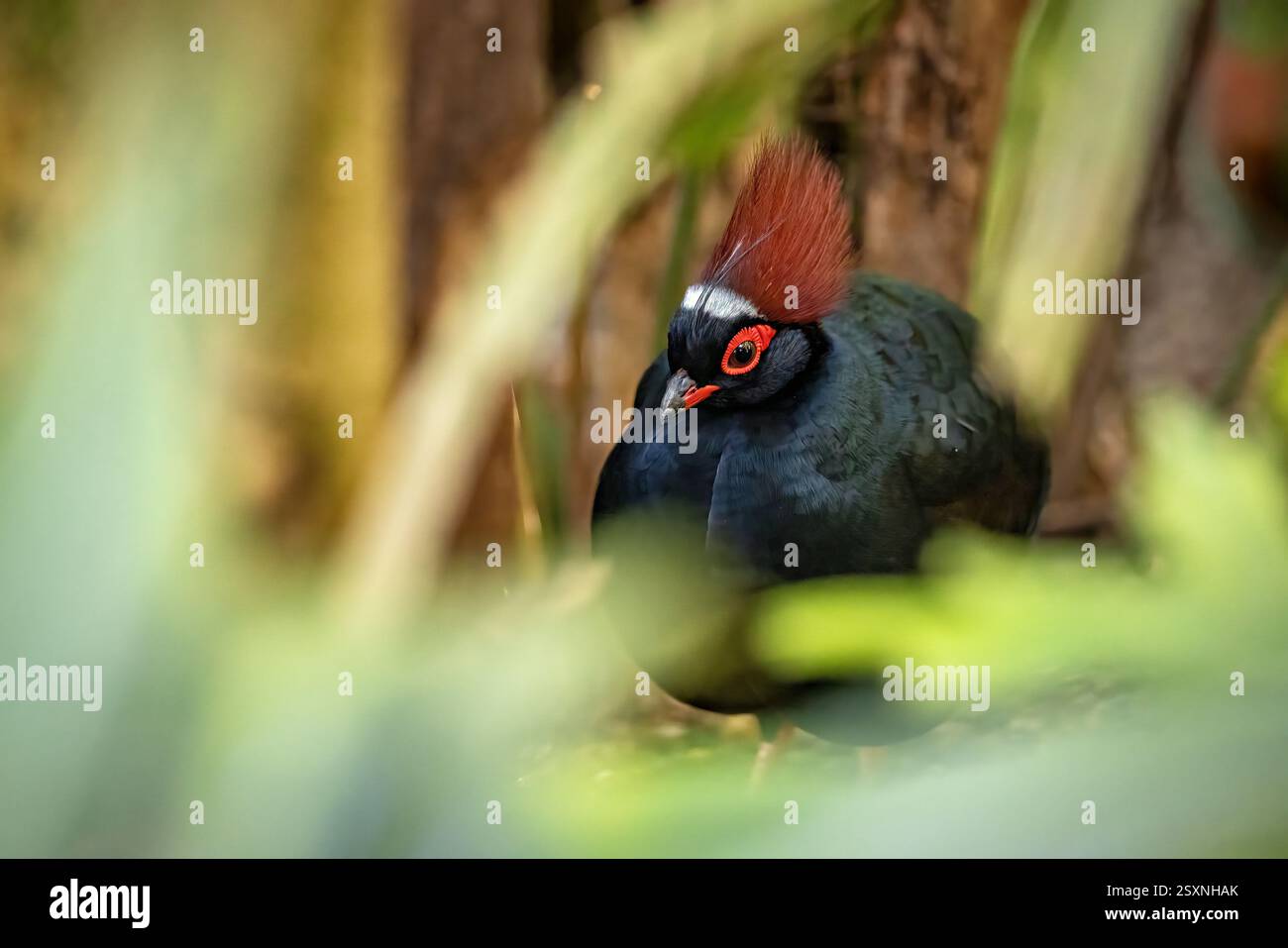 A crested wood partridge in the jungle Stock Photo - Alamy