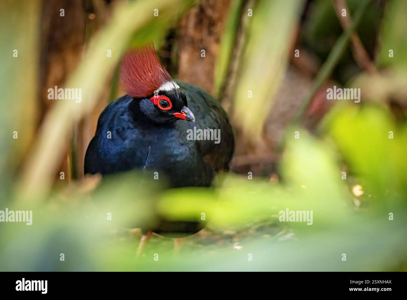 A crested wood partridge in the jungle Stock Photo - Alamy