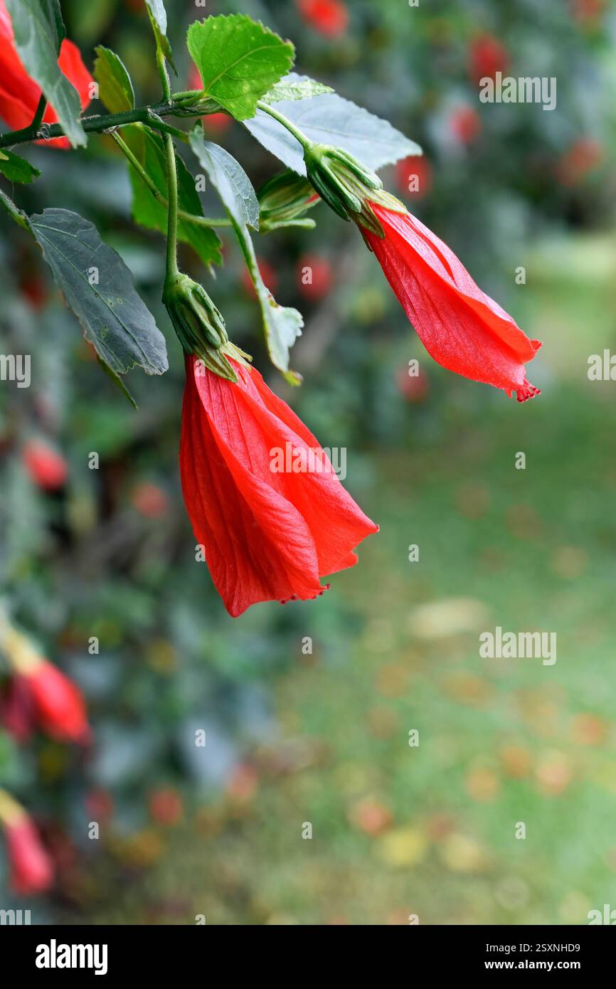 Turk's cap, Sleeping hibiscus or Wax Mallow flower (Malvaviscus ...