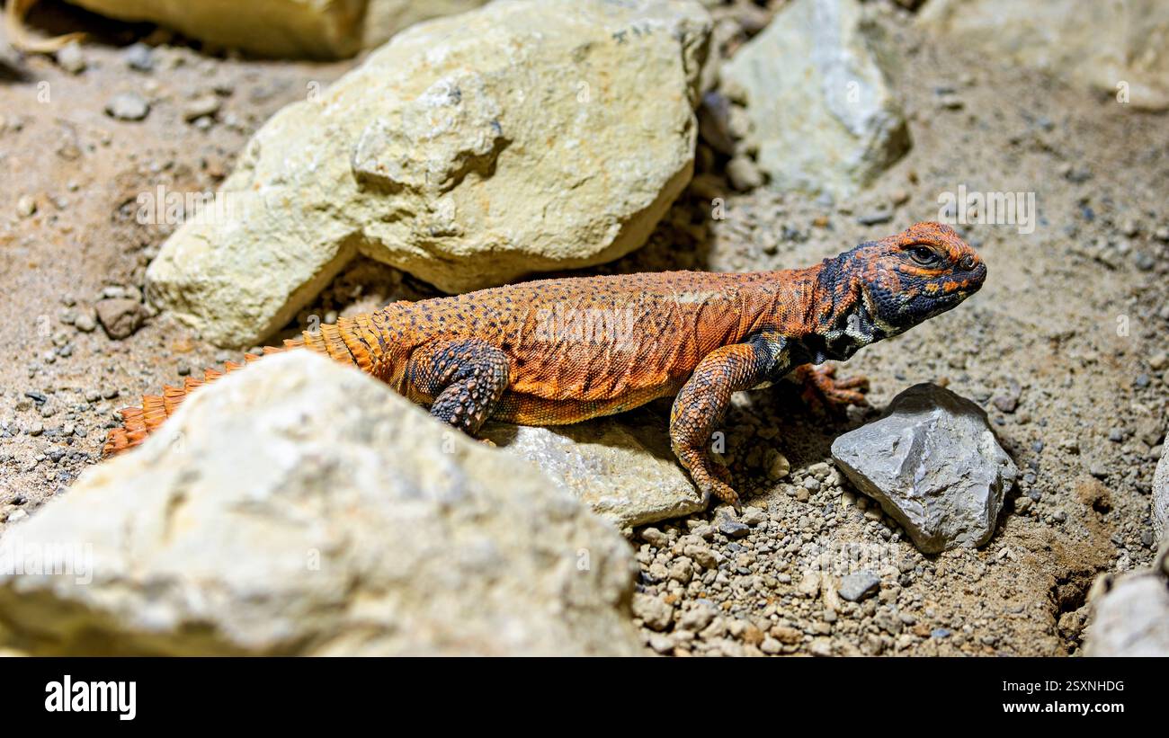 Tail lizard hi-res stock photography and images - Alamy