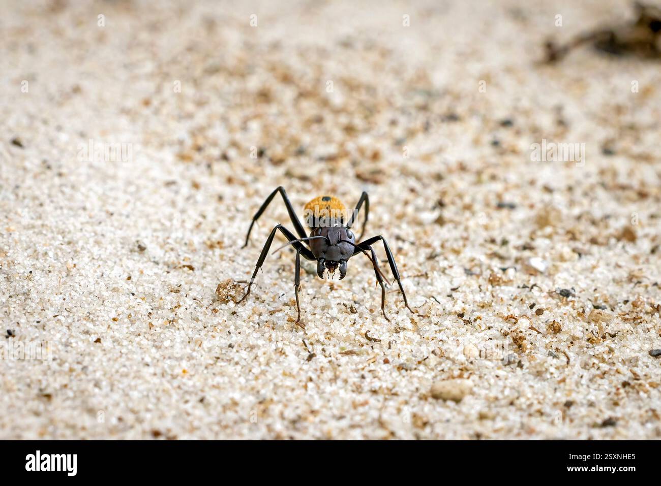 A Balbyter ant in the wild Stock Photo - Alamy