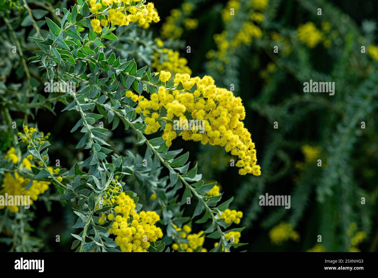 Yellow flowers of the australian acacia cultriformis Stock Photo - Alamy