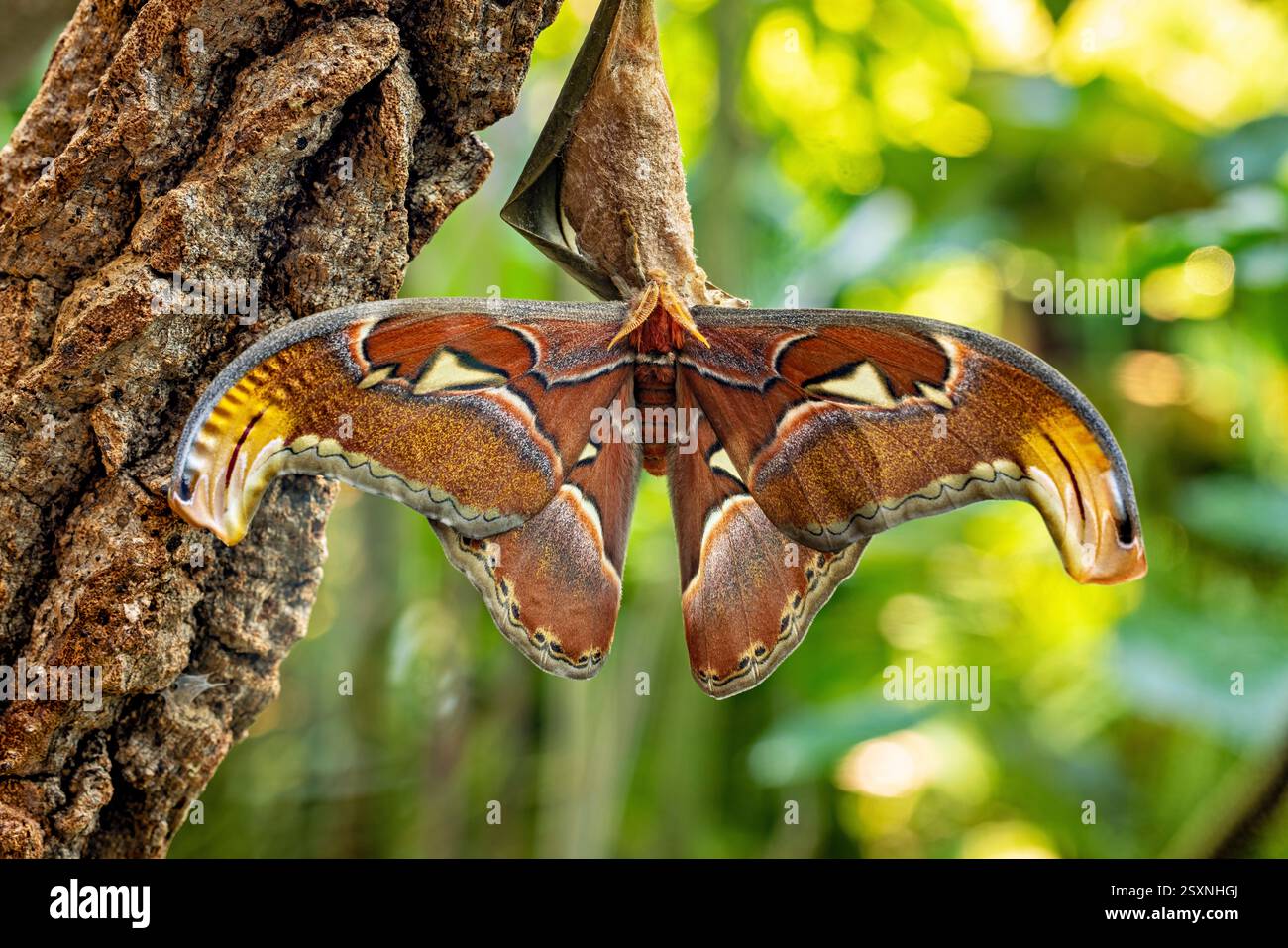 Attacus atlas moth in hi-res stock photography and images - Alamy