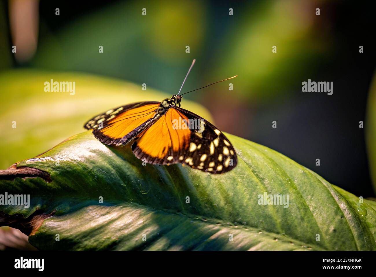A Tiger Longwing Butterfly in the jungle Stock Photo - Alamy