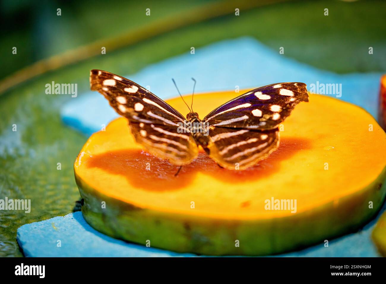 Mexican butterfly hi-res stock photography and images - Alamy