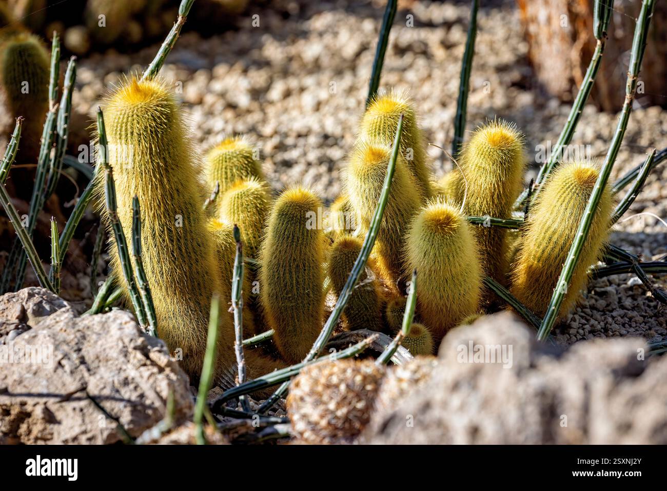Cactus Plants in a dry area Stock Photo - Alamy
