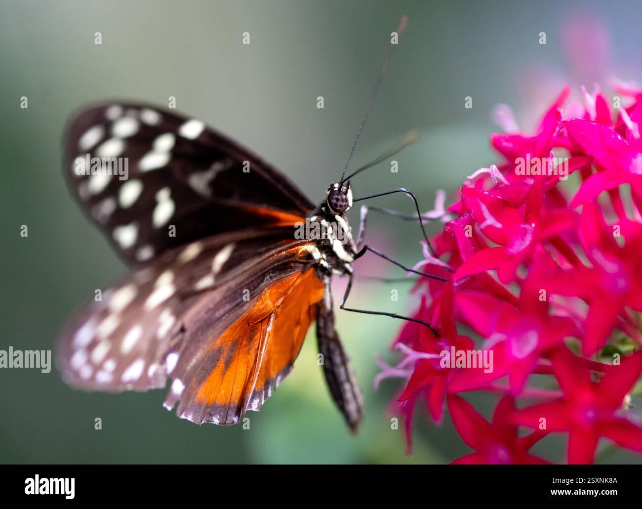Munich, Germany. 25th Feb, 2025. A butterfly sits on a flower in a ...