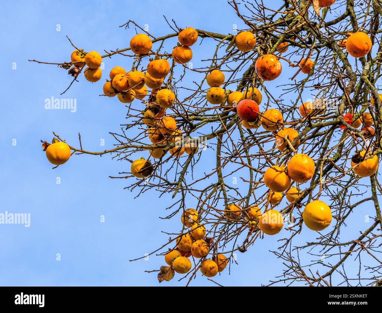 Kaki tree with many Kaki (Diospyros kaki) fruits - Vienne (86), France ...