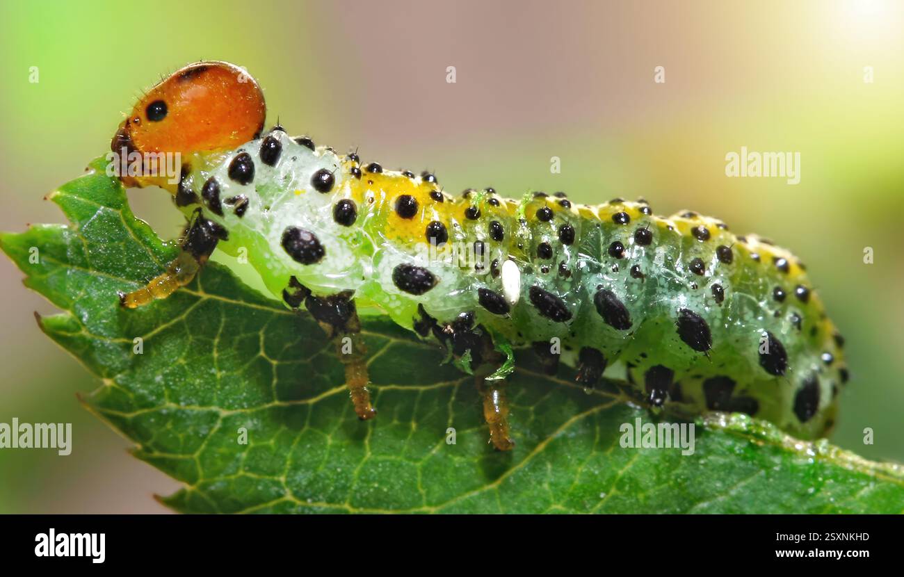 Colorful caterpillar eating a green leaf in a garden, macro photography ...
