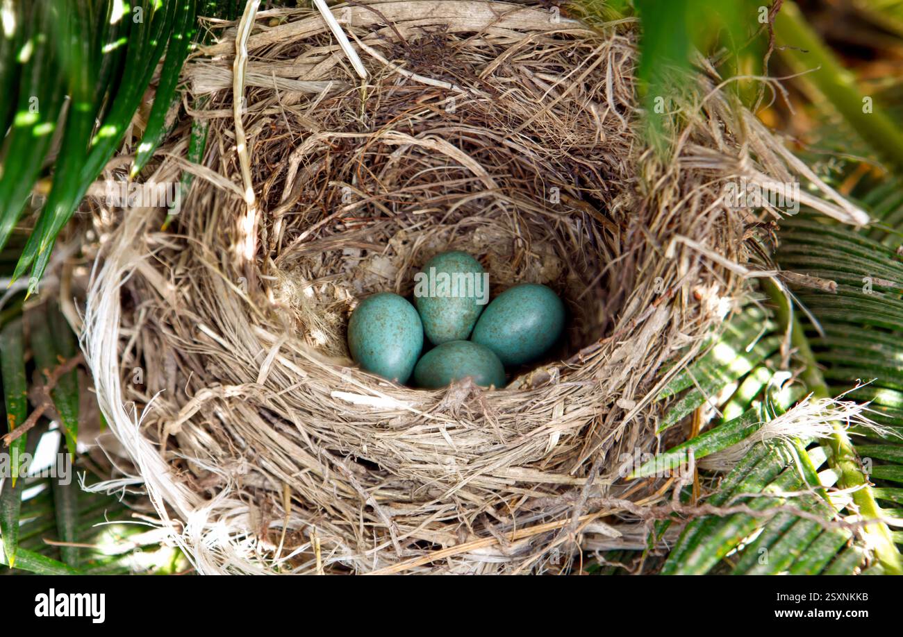 Four small, speckled, turquoise finch eggs rest in a bird's nest built ...