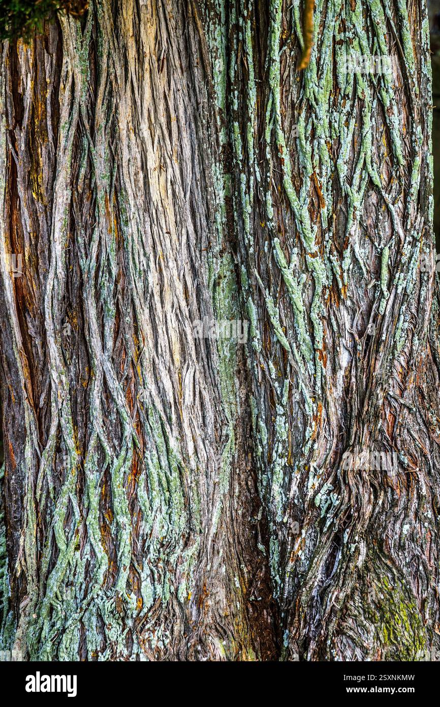 European yew hi-res stock photography and images - Alamy