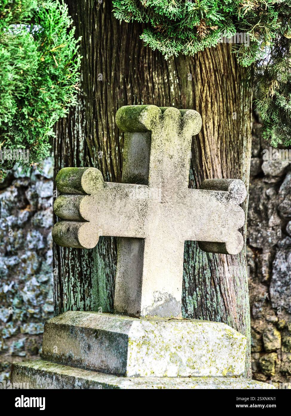 Old carved stone cross and trunk of Yew tree in cemetery - Vienne (86 ...
