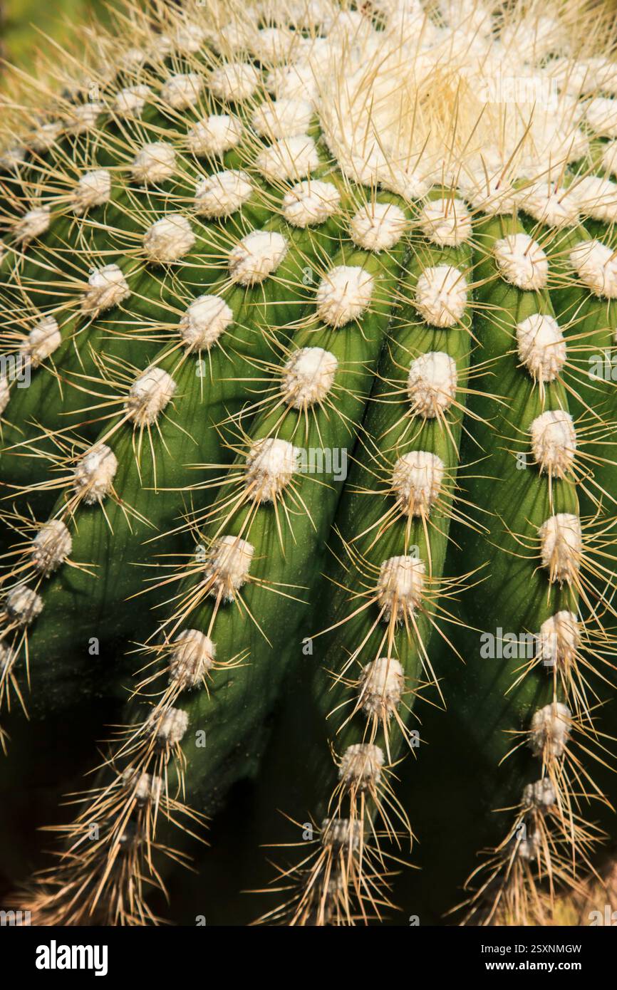 Cactus with white spots and green leaves. The cactus has a lot of ...