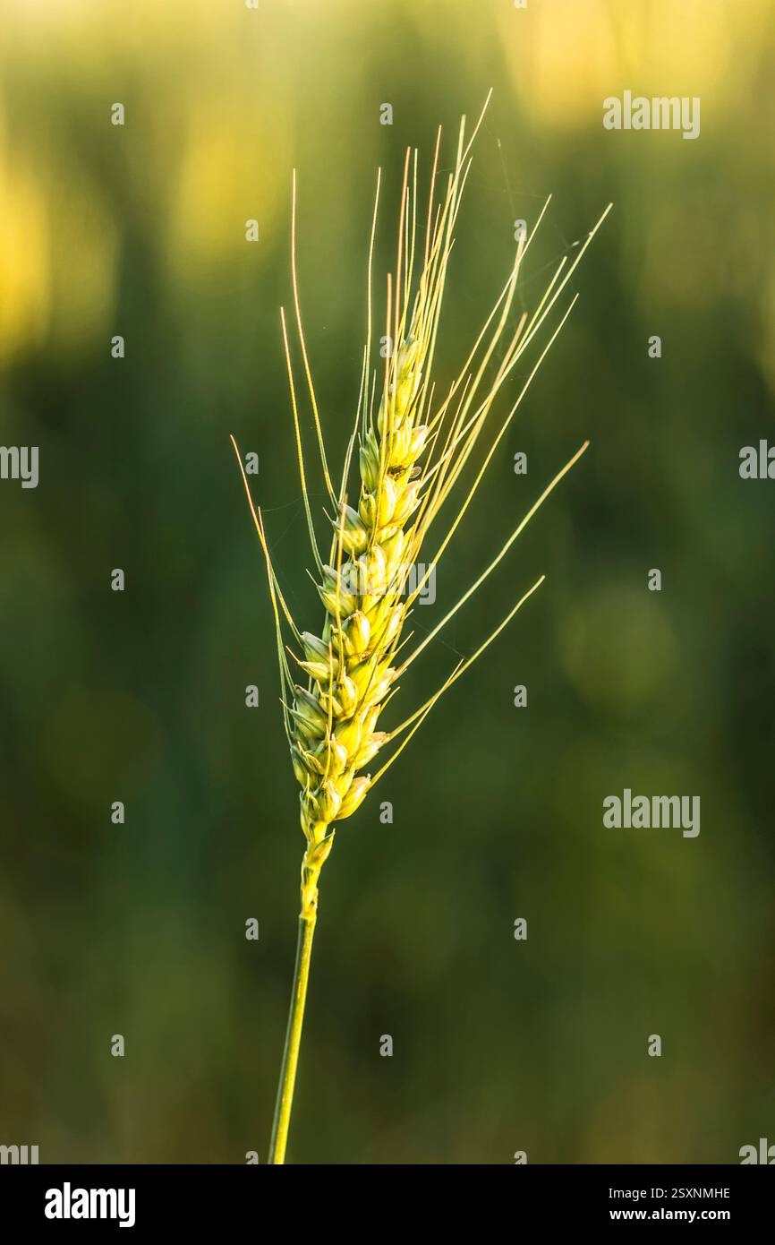 Stalk of wheat with a green stem. The stalk is long and thin Stock ...