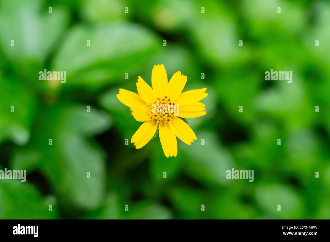 Vivid yellow wedelia trilobata hi-res stock photography and images - Alamy