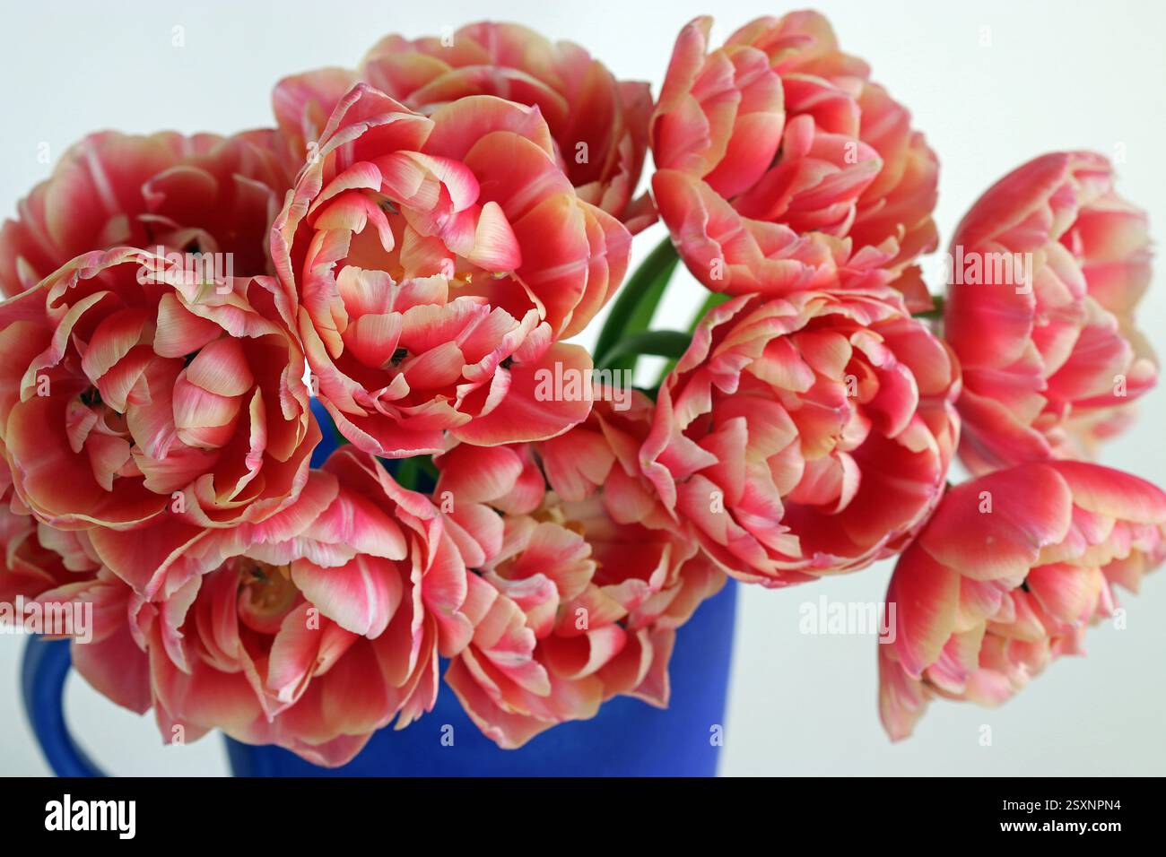 Bright pink double peony tulips with cream edges dazzle in a vibrant ...