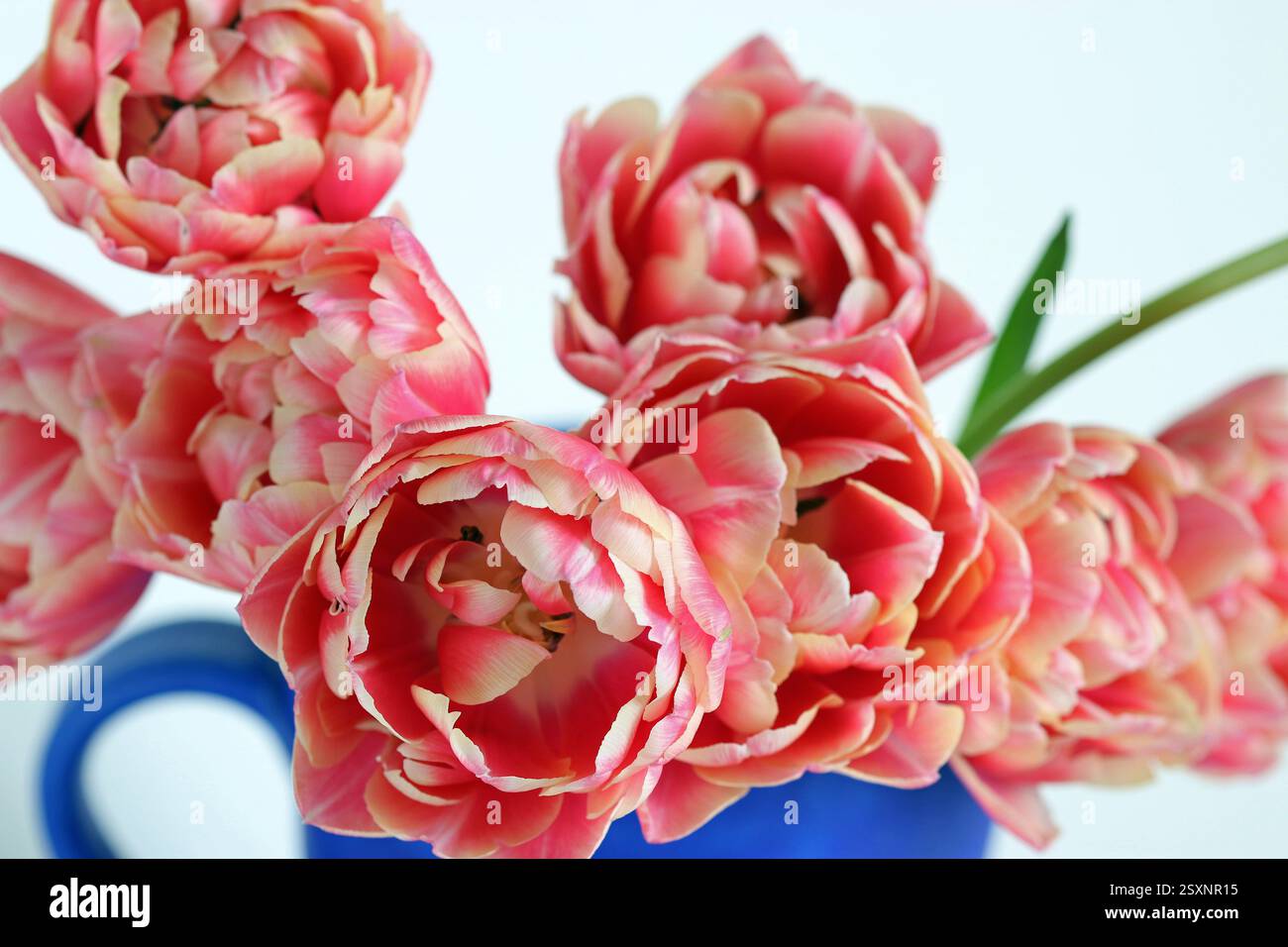 Bright pink double peony tulips with cream edges dazzle in a vibrant ...