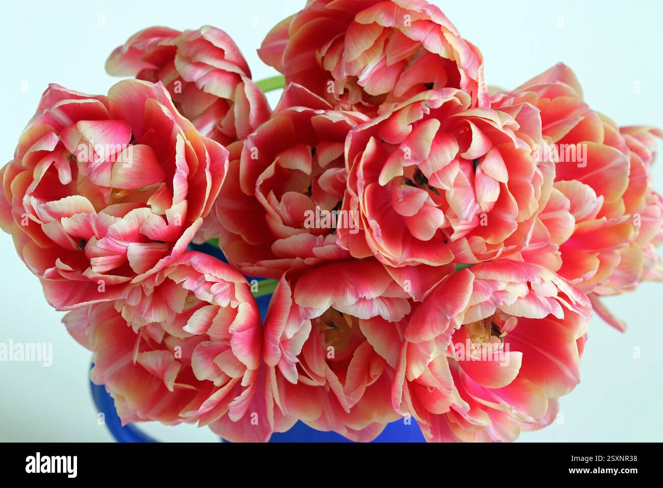 Bright pink double peony tulips with cream edges dazzle in a vibrant ...