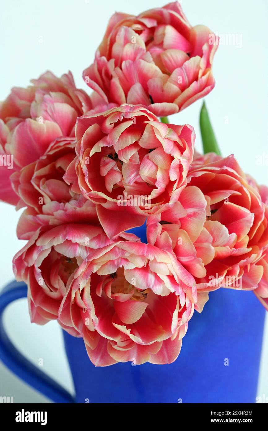 Bright pink double peony tulips with cream edges dazzle in a vibrant ...