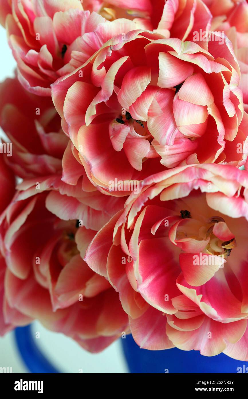 Bright pink double peony tulips with cream edges dazzle in a vibrant ...