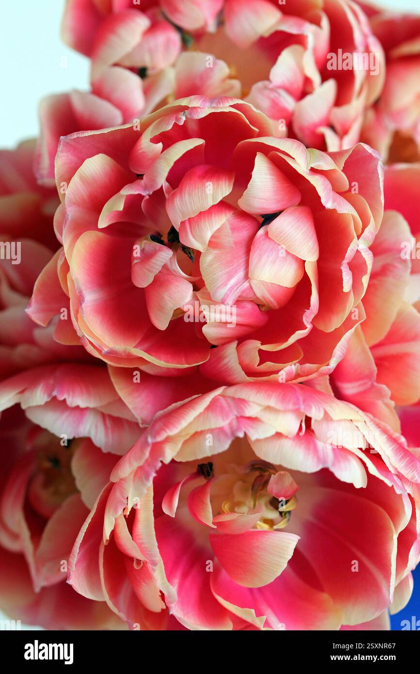 Bright pink double peony tulips with cream edges dazzle in a full frame ...