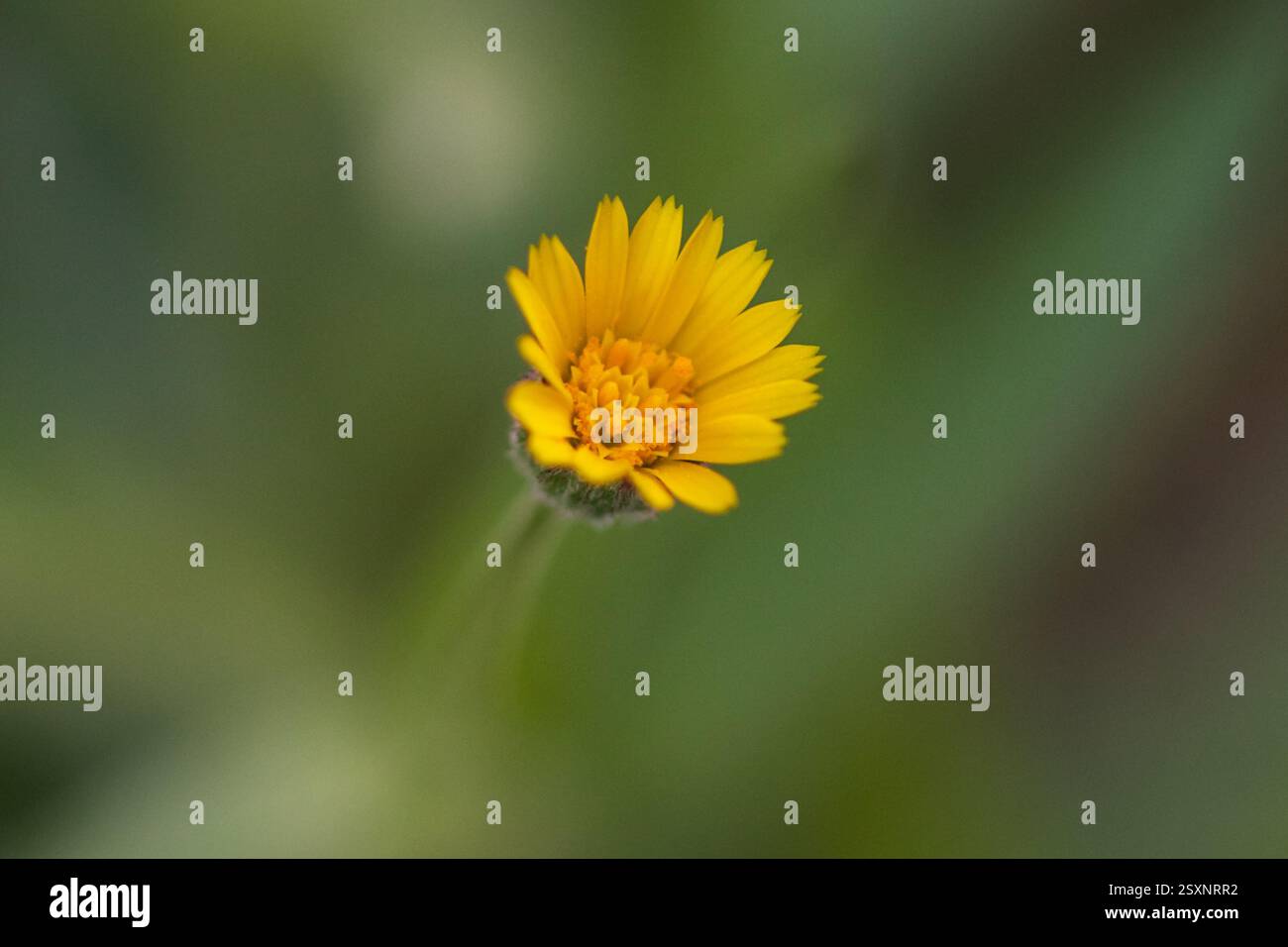 Calendula arvensis, Single Wild marigold Flower Stock Photo - Alamy