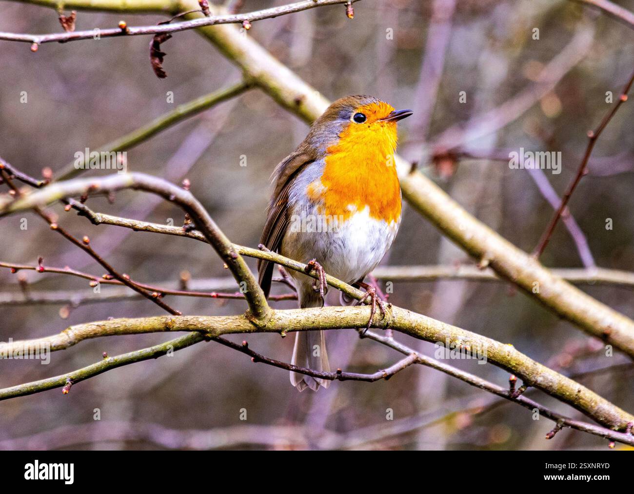 Dundee, Tayside, Scotland, UK. 25th Feb, 2025. UK Wildlife: The ...