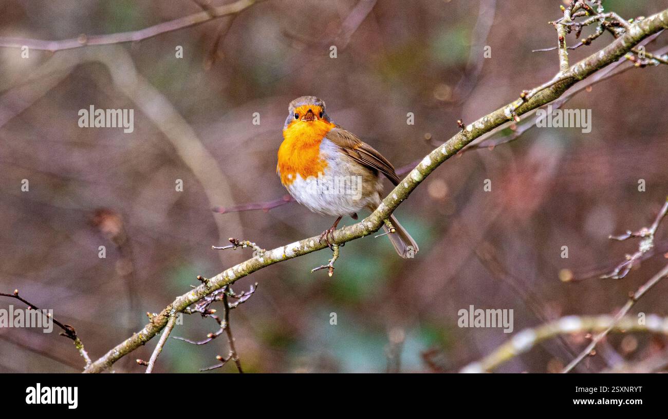 Dundee, Tayside, Scotland, UK. 25th Feb, 2025. UK Wildlife: The ...
