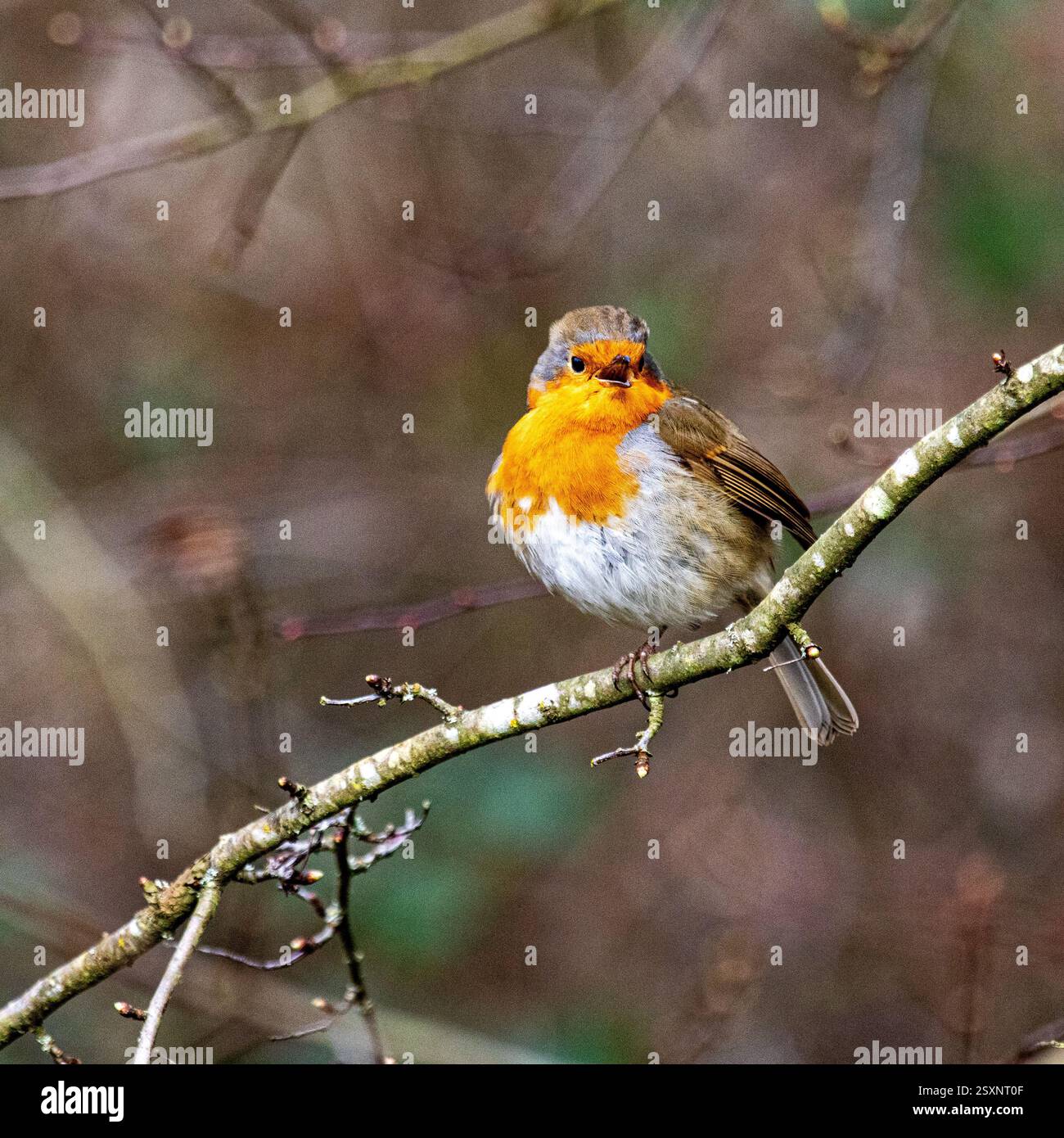 Dundee, Tayside, Scotland, UK. 25th Feb, 2025. UK Wildlife: The ...