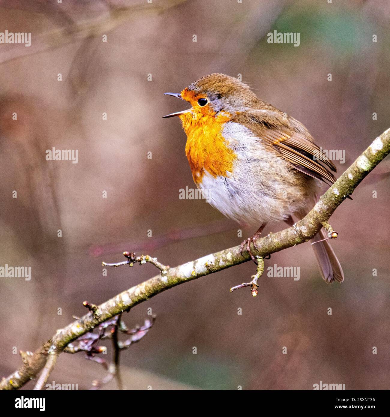Dundee, Tayside, Scotland, UK. 25th Feb, 2025. UK Wildlife: The ...
