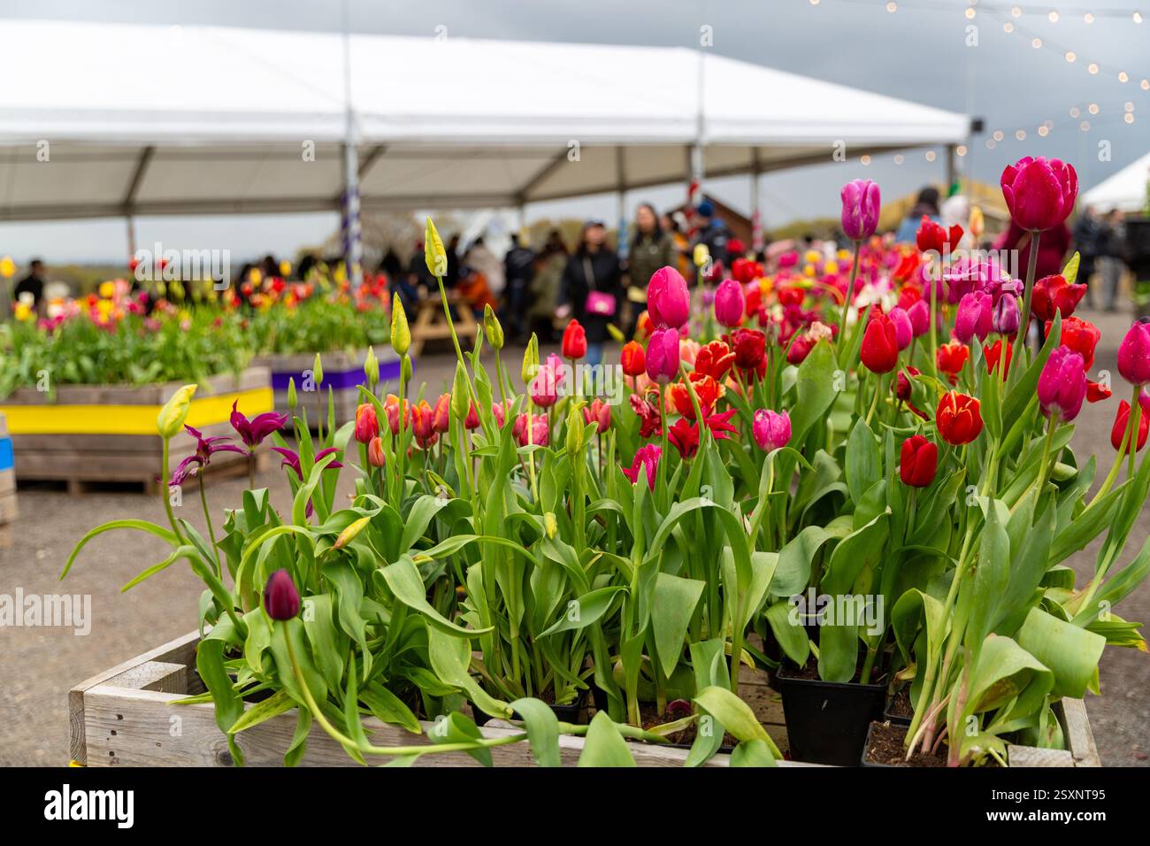 Tulleys tulip festival 2024 Stock Photo - Alamy