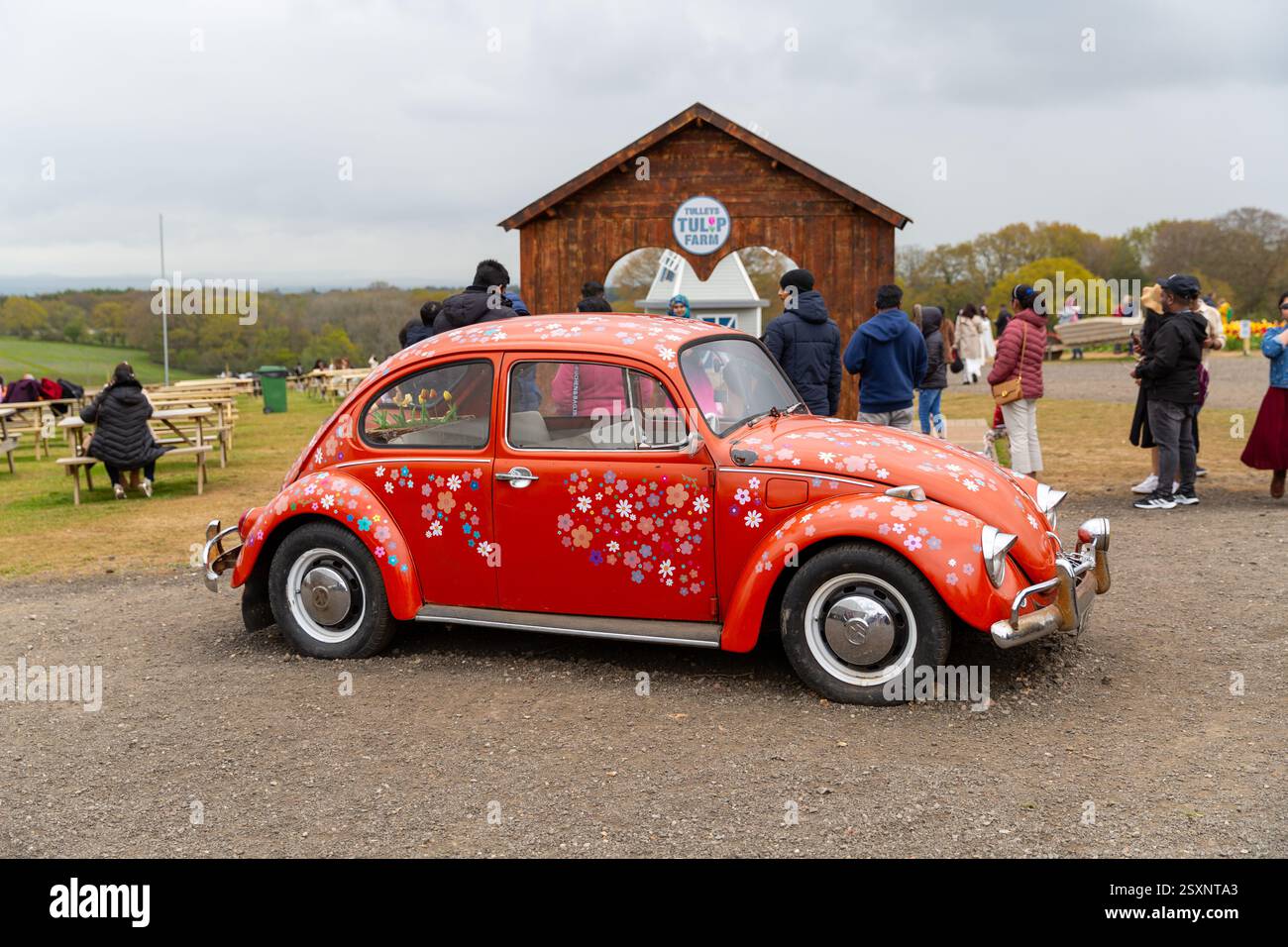 Tulleys tulip festival 2024 Stock Photo - Alamy