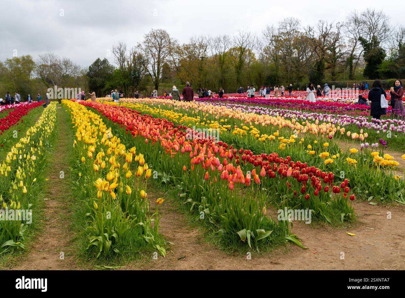 Tulleys tulip festival 2024 Stock Photo - Alamy