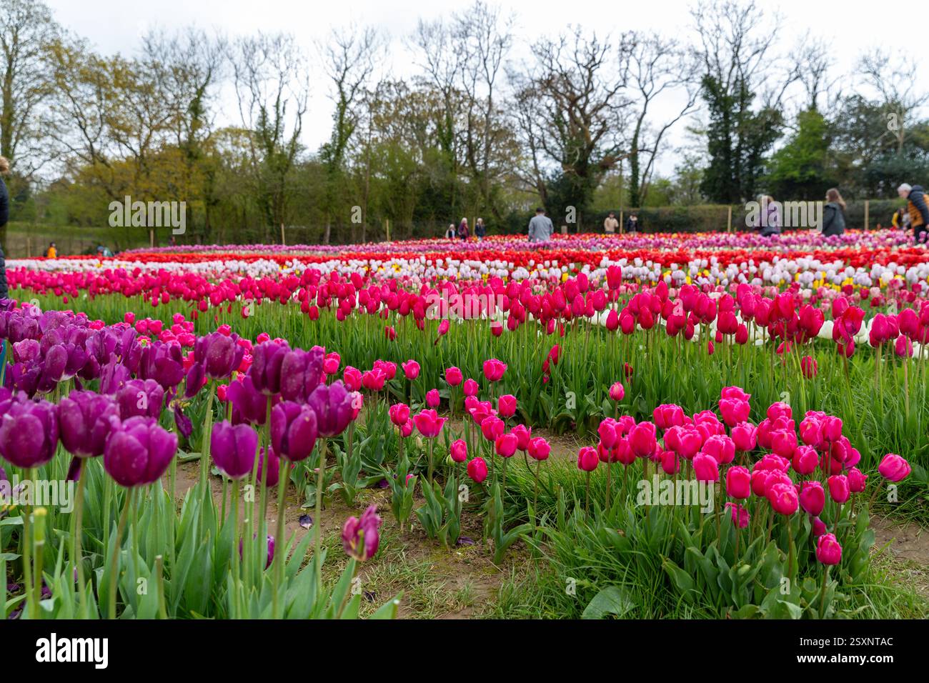 Tulleys tulip festival 2024 Stock Photo - Alamy