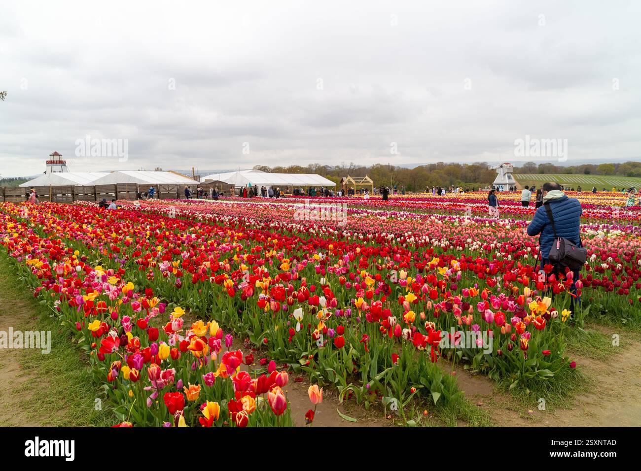 Tulleys tulip festival 2024 Stock Photo - Alamy