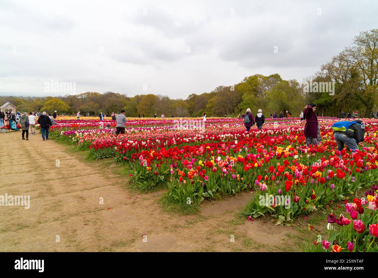 Tulleys tulip festival 2024 Stock Photo - Alamy