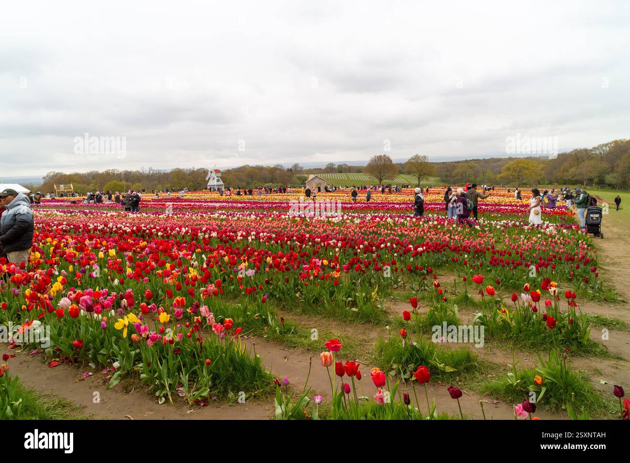 Tulleys tulip festival 2024 Stock Photo - Alamy