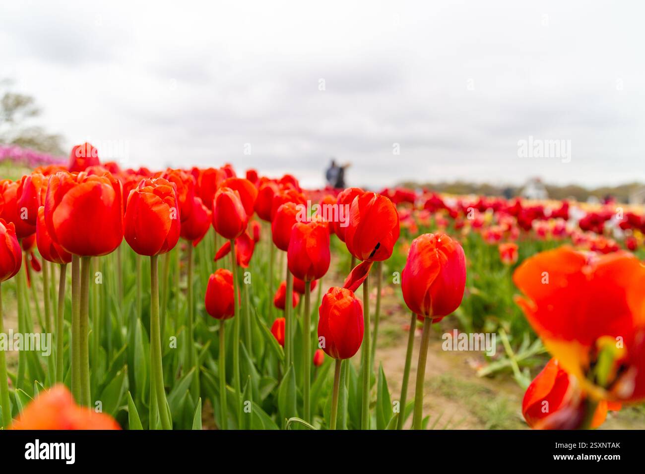 Tulleys tulip festival 2024 Stock Photo - Alamy