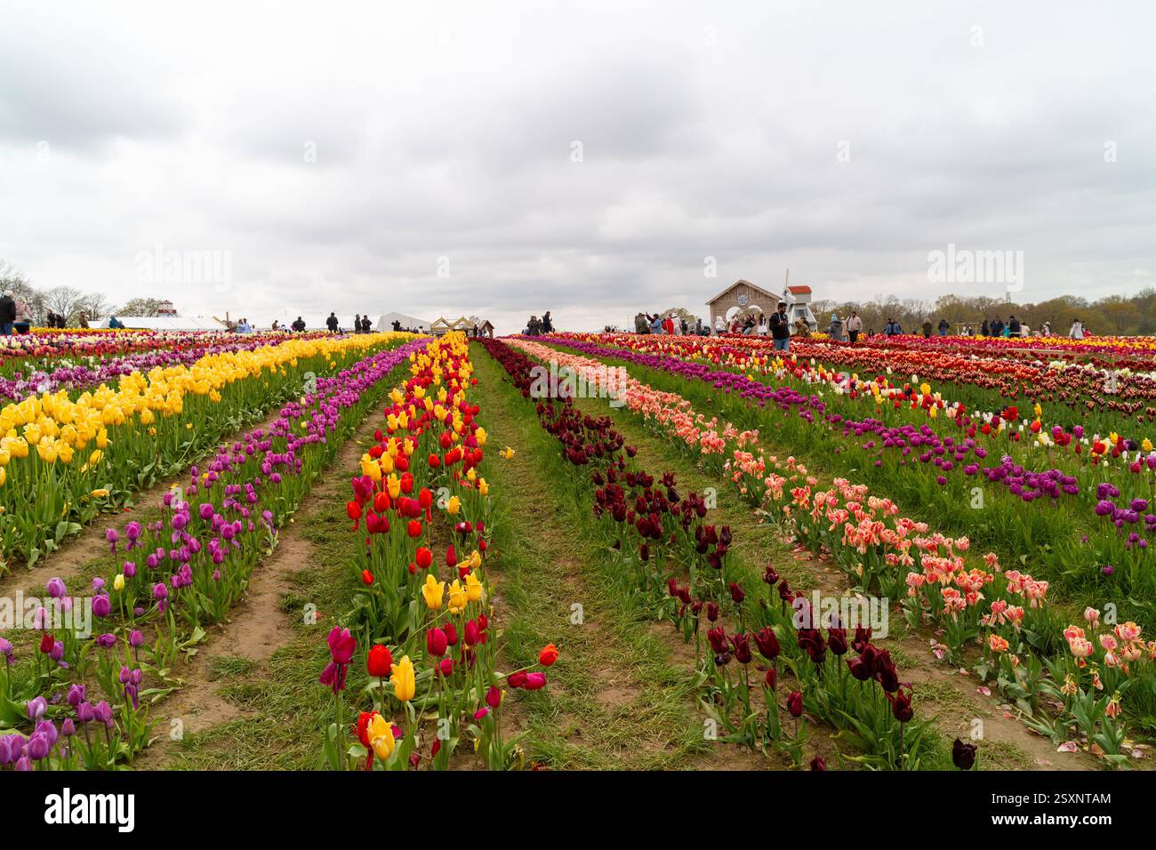 Tulleys tulip festival 2024 Stock Photo - Alamy